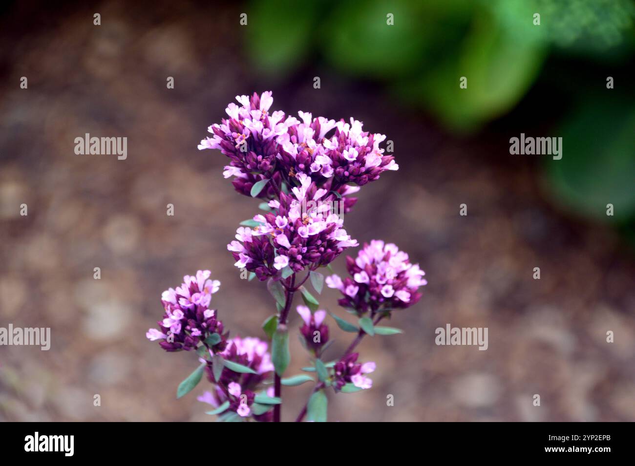 Origanum laevigatum herrenhausen hi-res stock photography and images ...