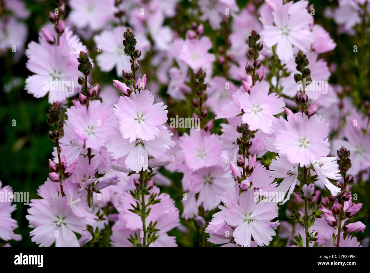 Light-pink Sidalcea 'Elsie Heugh' (Prairie Mallow) Flowers grown at RHS ...