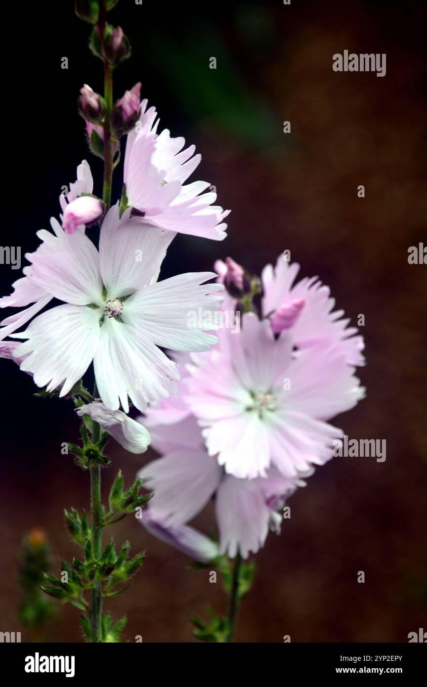 Light-pink Sidalcea 'Elsie Heugh' (Prairie Mallow) Flowers grown at RHS ...