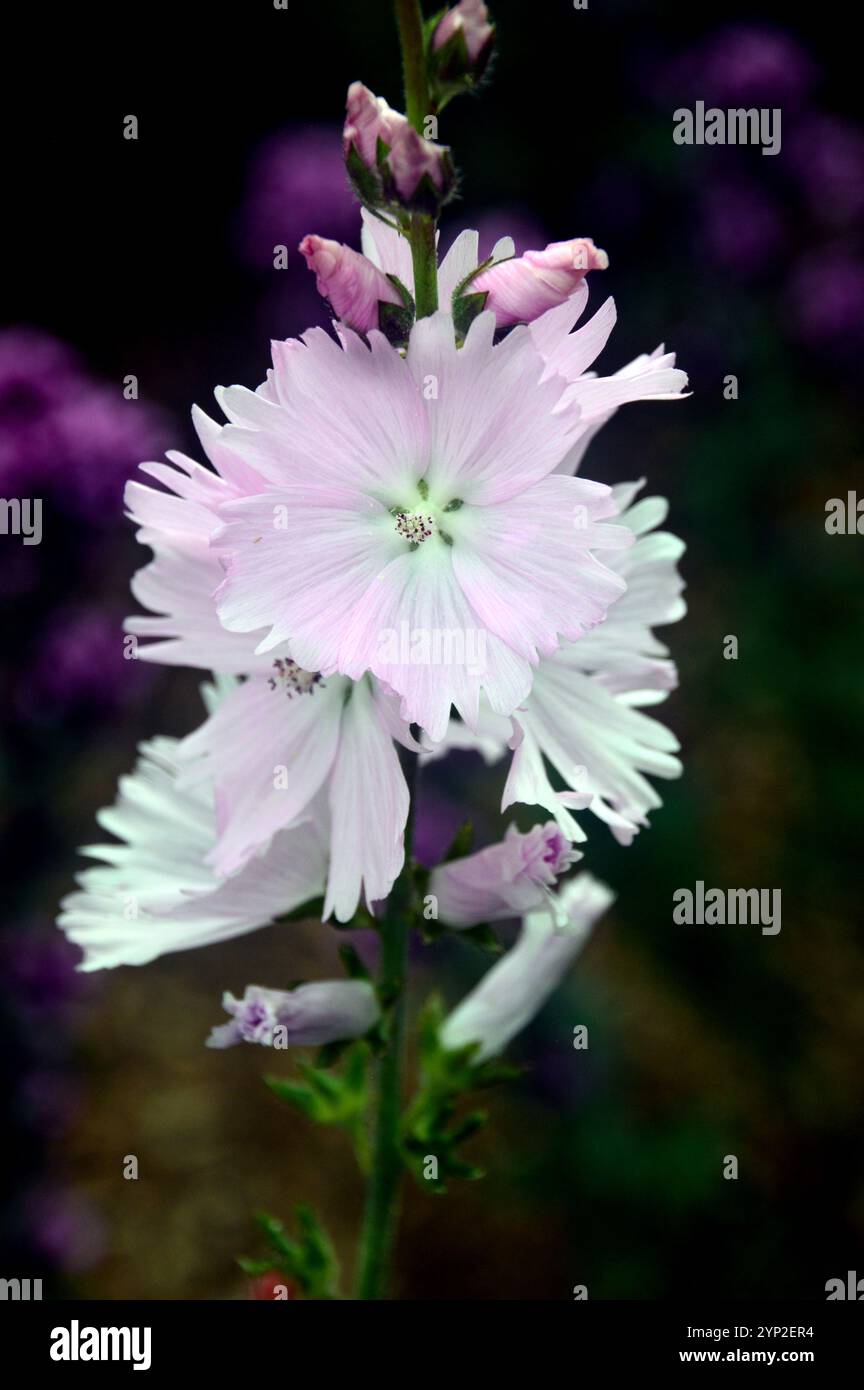 Light-pink Sidalcea 'Elsie Heugh' (Prairie Mallow) Flowers grown at RHS ...