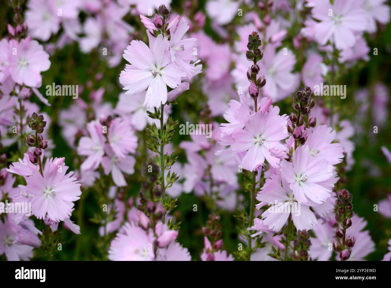 Light-pink Sidalcea 'Elsie Heugh' (Prairie Mallow) Flowers grown at RHS ...