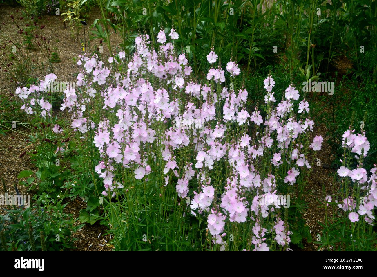 Light-pink Sidalcea 'Elsie Heugh' (Prairie Mallow) Flowers grown at RHS ...
