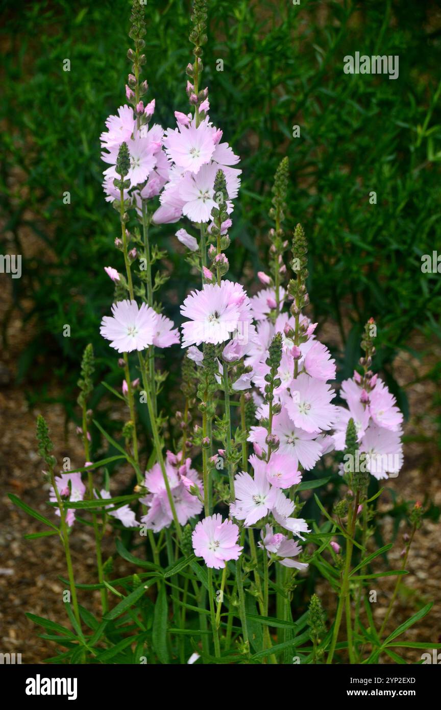 Light-pink Sidalcea 'Elsie Heugh' (Prairie Mallow) Flowers grown at RHS ...