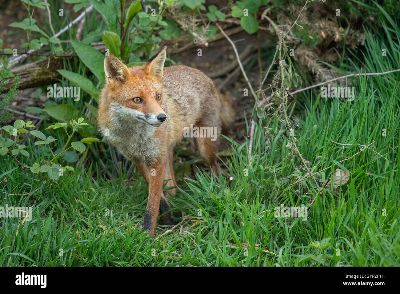 Fox looking forward in the uk, close up Stock Photo - Alamy