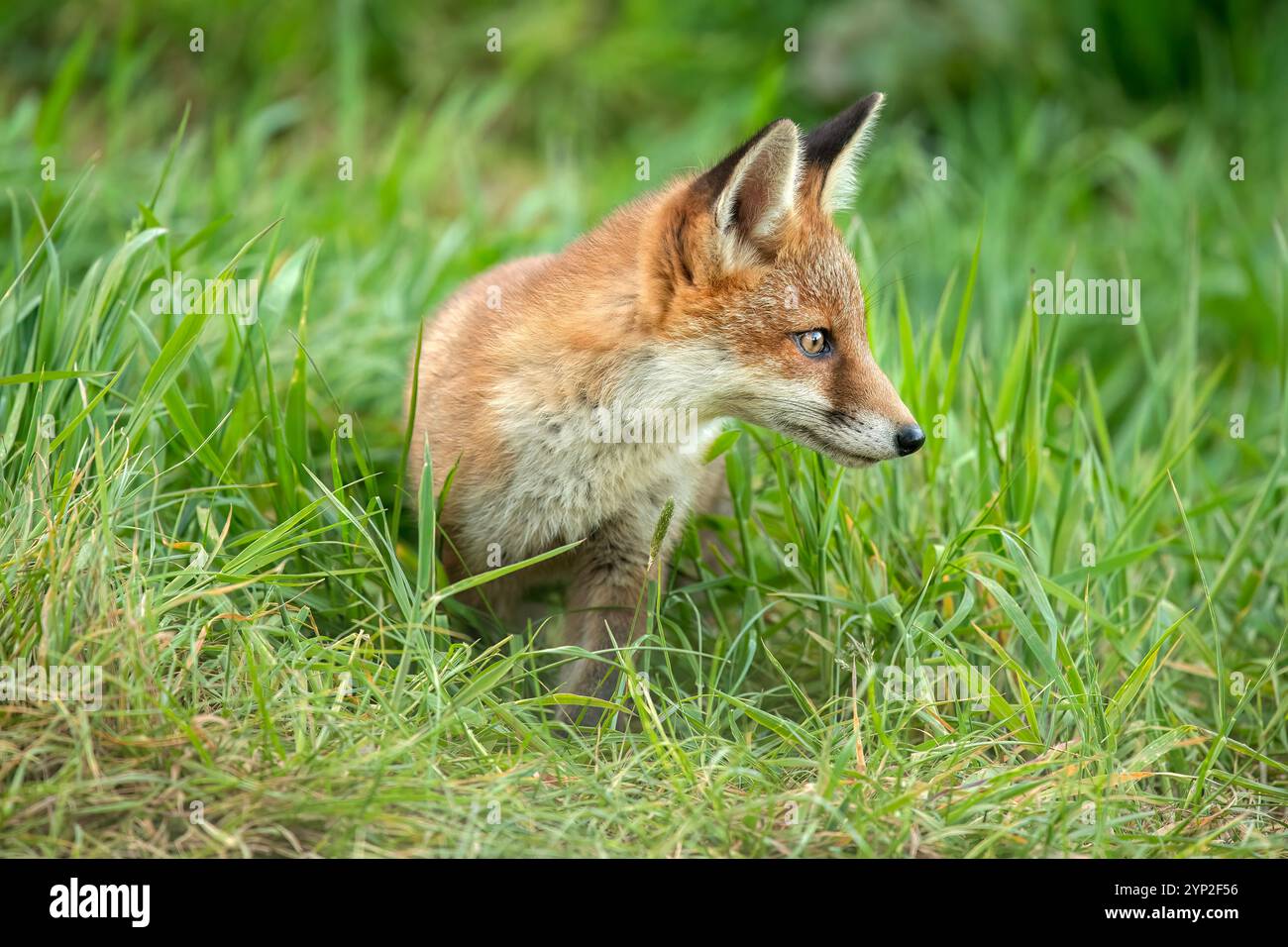 Cute fox in frame hi-res stock photography and images - Alamy