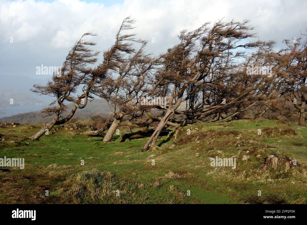Leaning Wind Damaged Trees on 'Staveley Fell' near Fell Foot in the ...