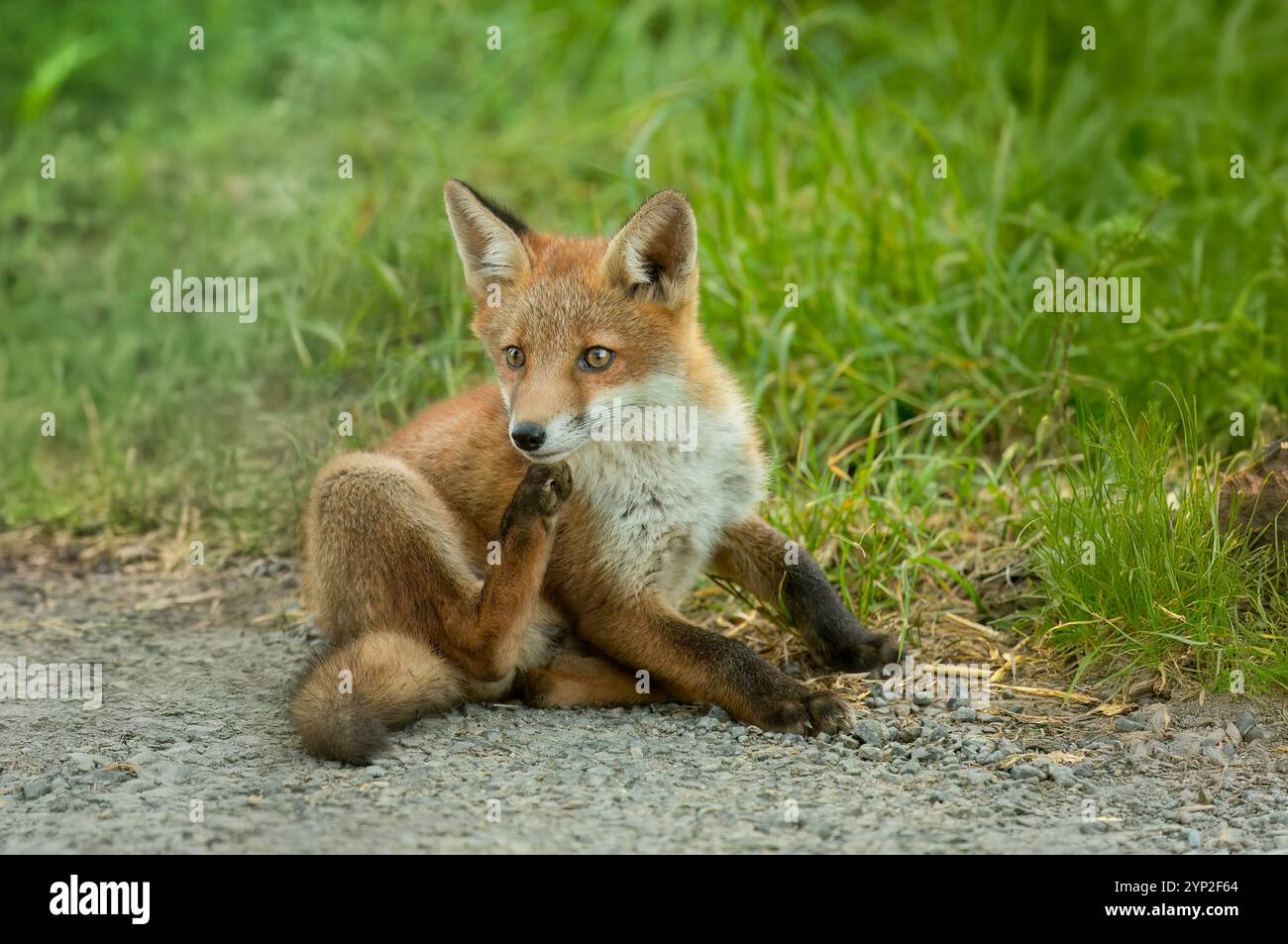 wild red fox cub scratching Stock Photo - Alamy