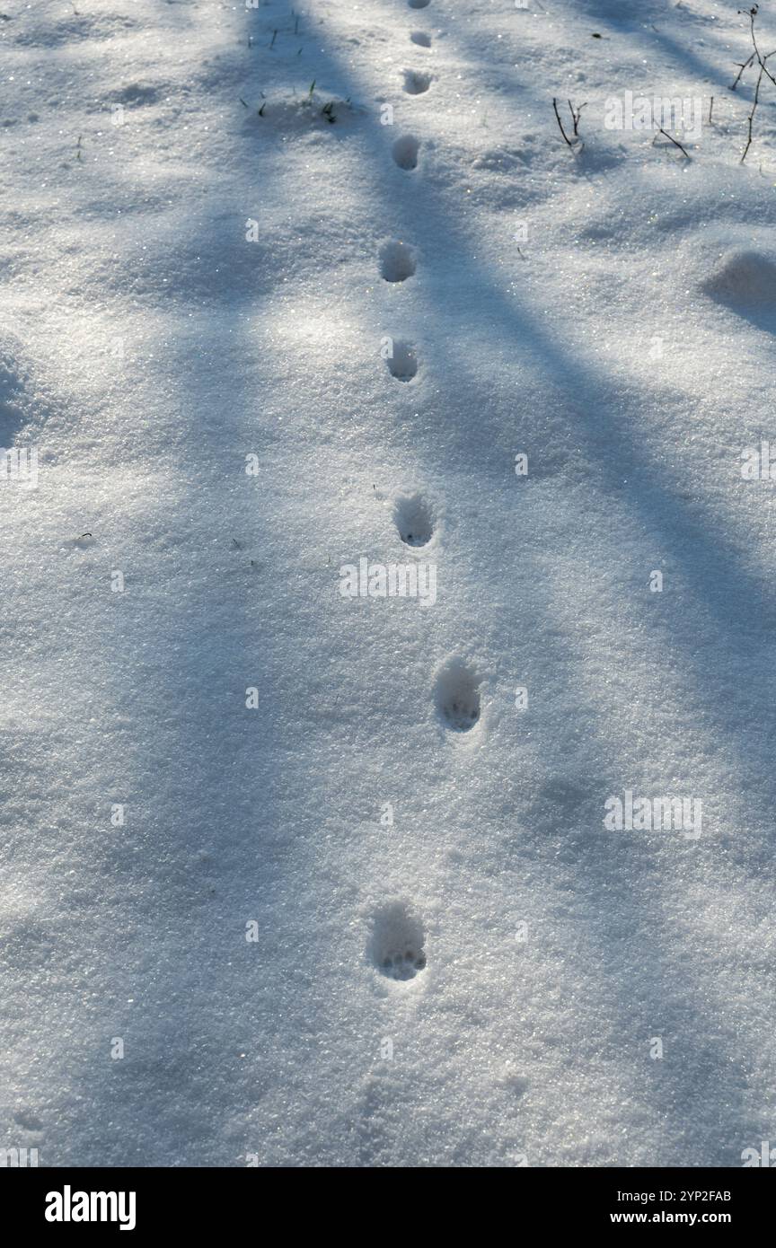 Cat footprints in the white snow Stock Photo - Alamy