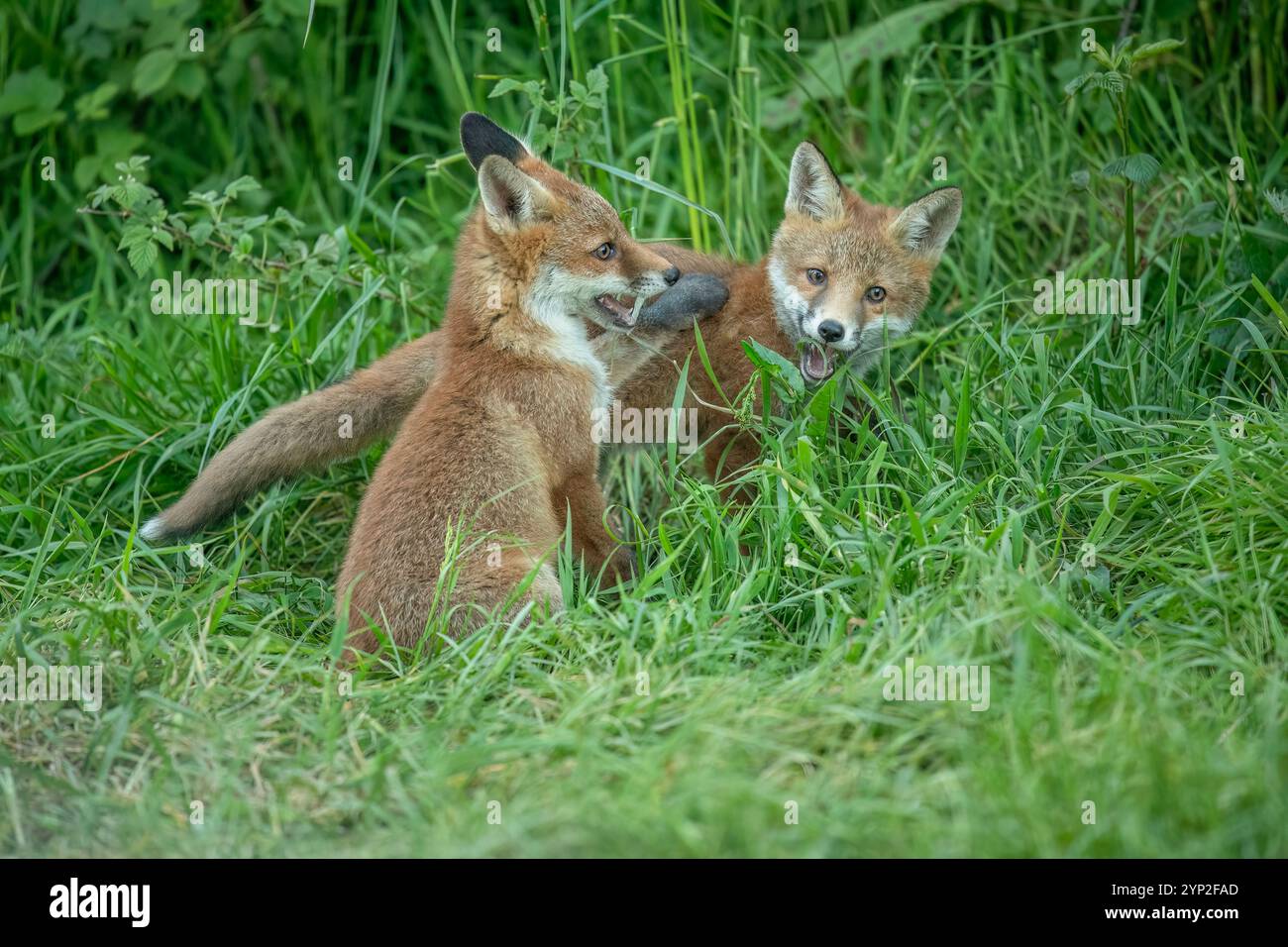 Playing fox cubs hi-res stock photography and images - Alamy