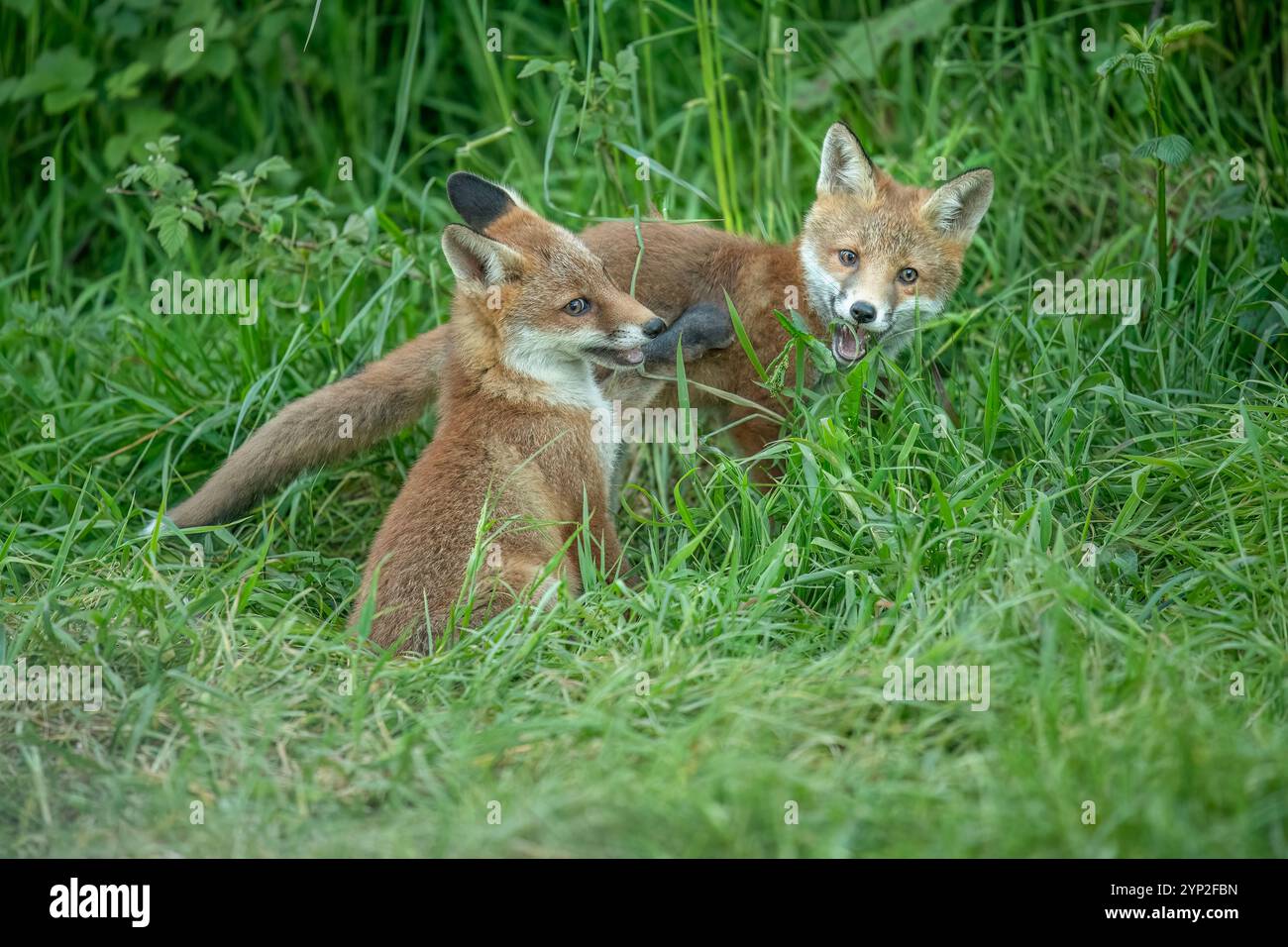 wild red fox cubs playing and fighting Stock Photo - Alamy