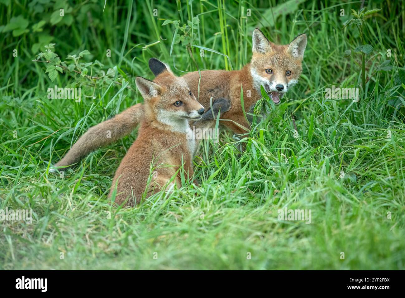 wild red fox cubs playing and fighting Stock Photo - Alamy