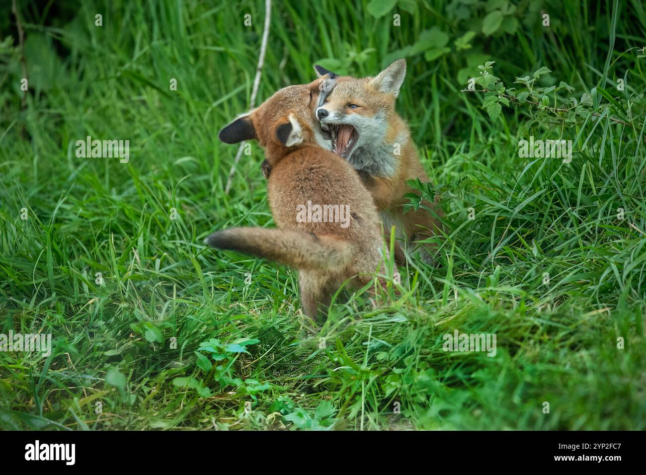 Playing fox cubs hi-res stock photography and images - Alamy