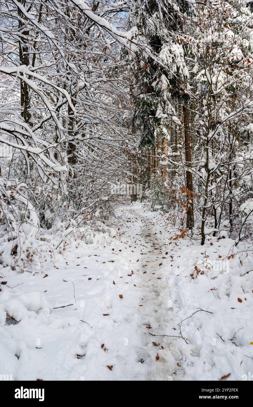 A path in the forest with lots of snow and autumn leaves Stock Photo ...