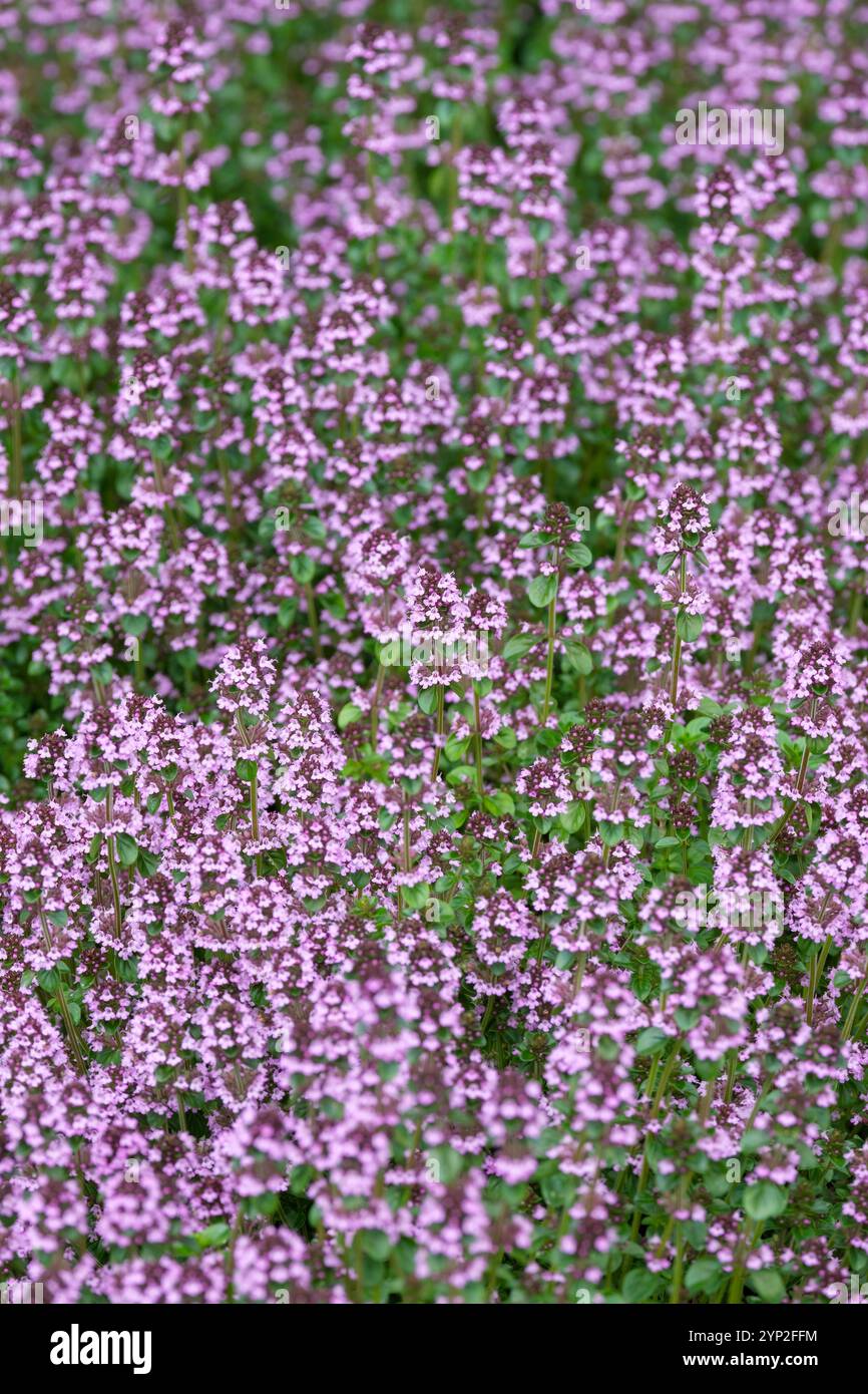 Thymus pulegioides, broad-leaved thyme, greater wild thyme, spikes ...