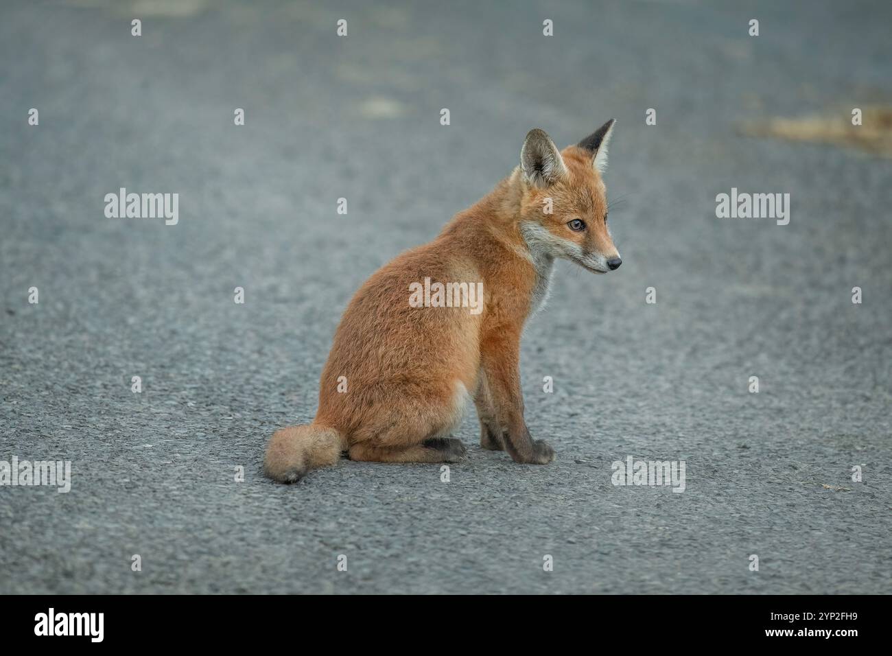 wild red fox cub sitting, close up Stock Photo - Alamy