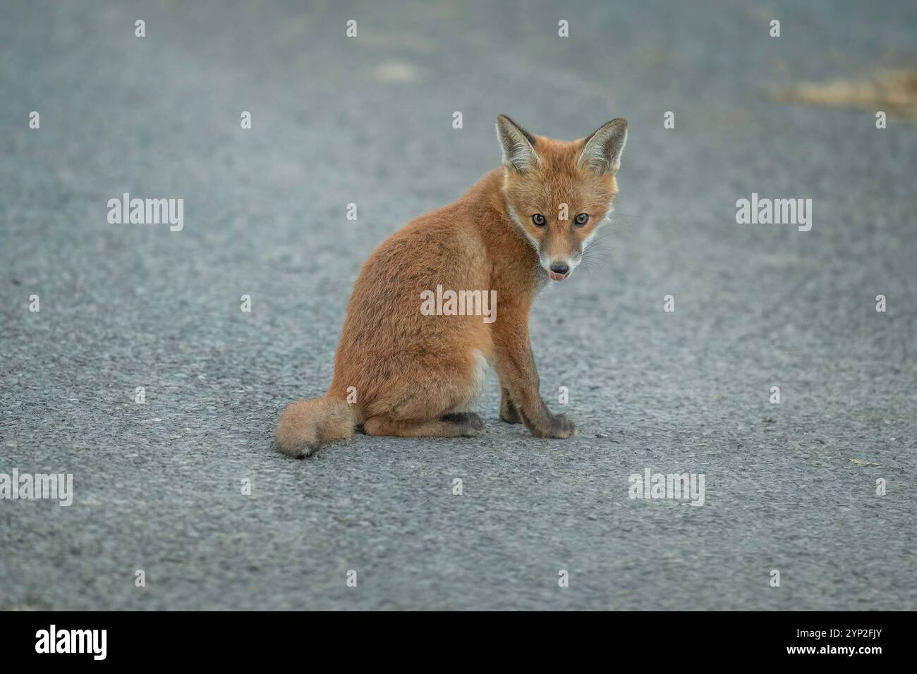 wild red fox cub sitting, close up Stock Photo - Alamy