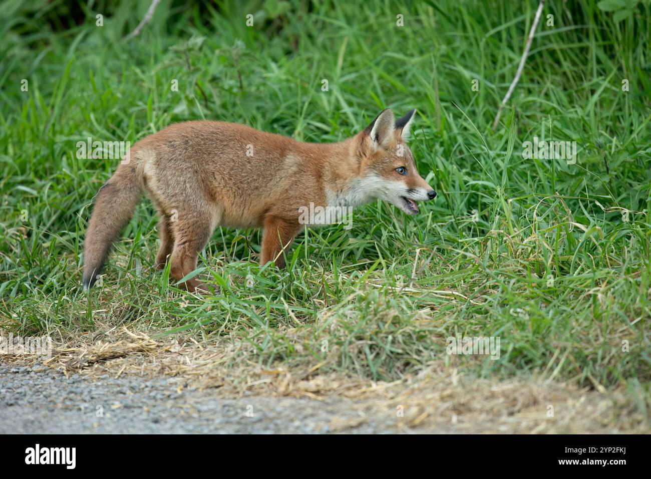 wild red fox cub, close up Stock Photo - Alamy