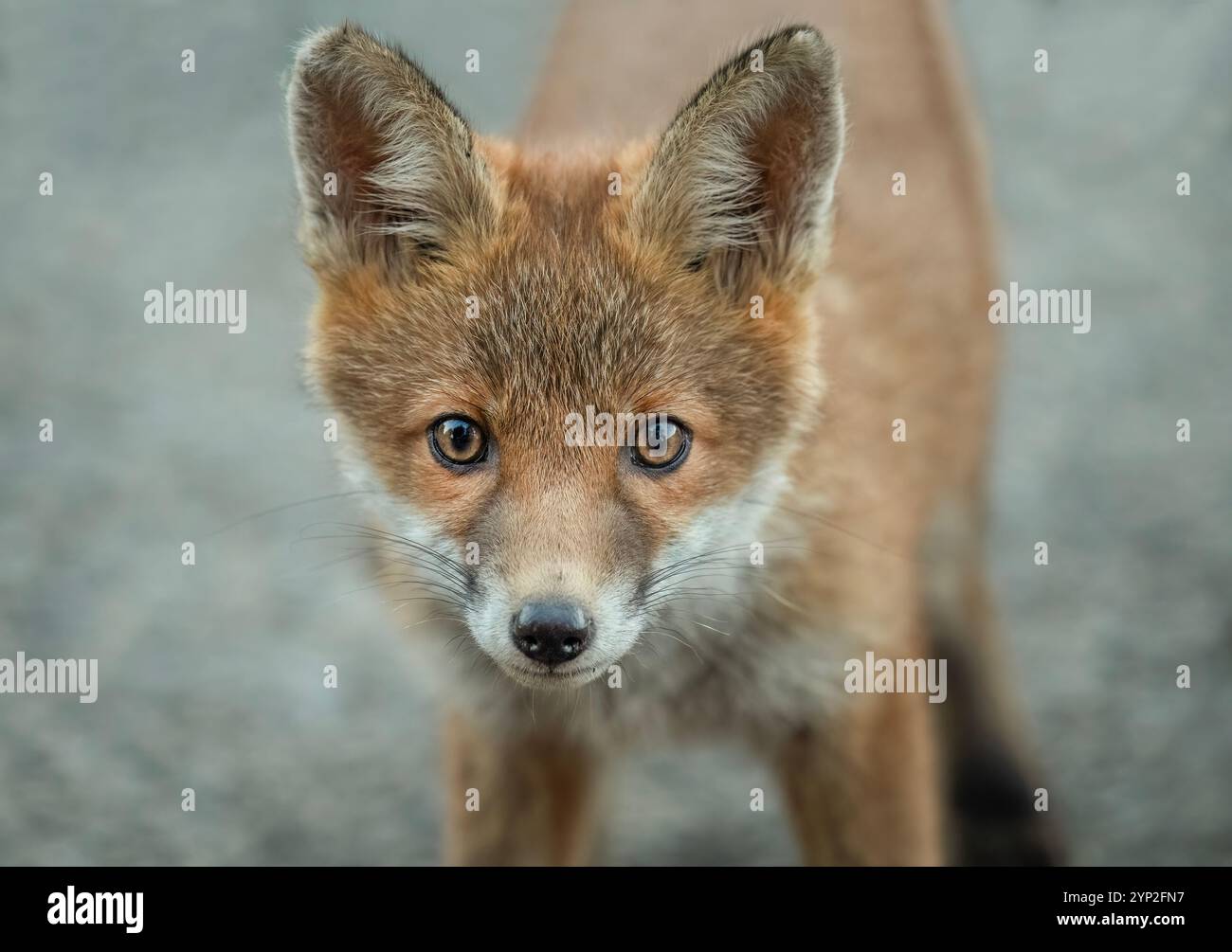 Fox road close up hi-res stock photography and images - Alamy