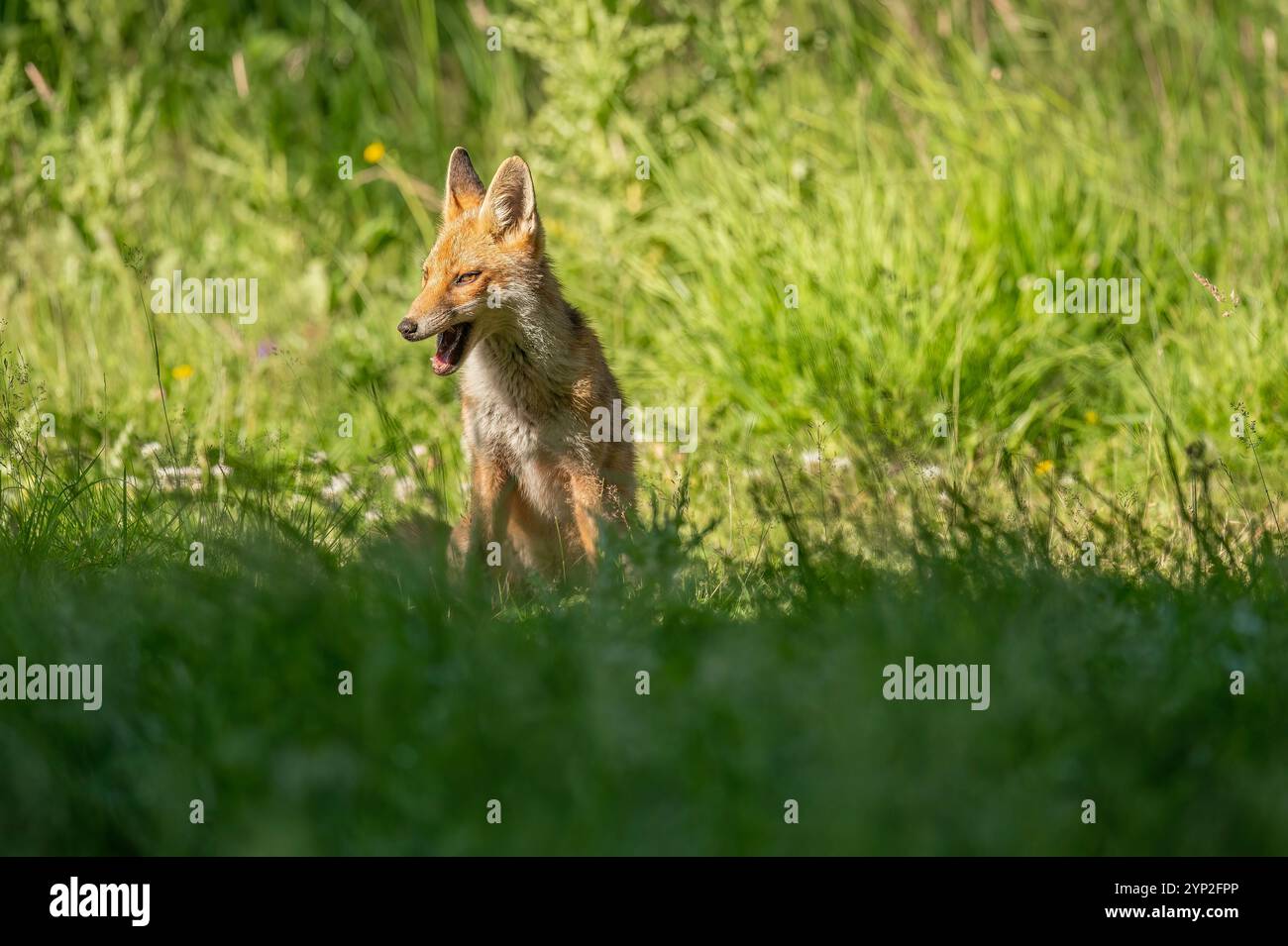 Growling fox hi-res stock photography and images - Alamy