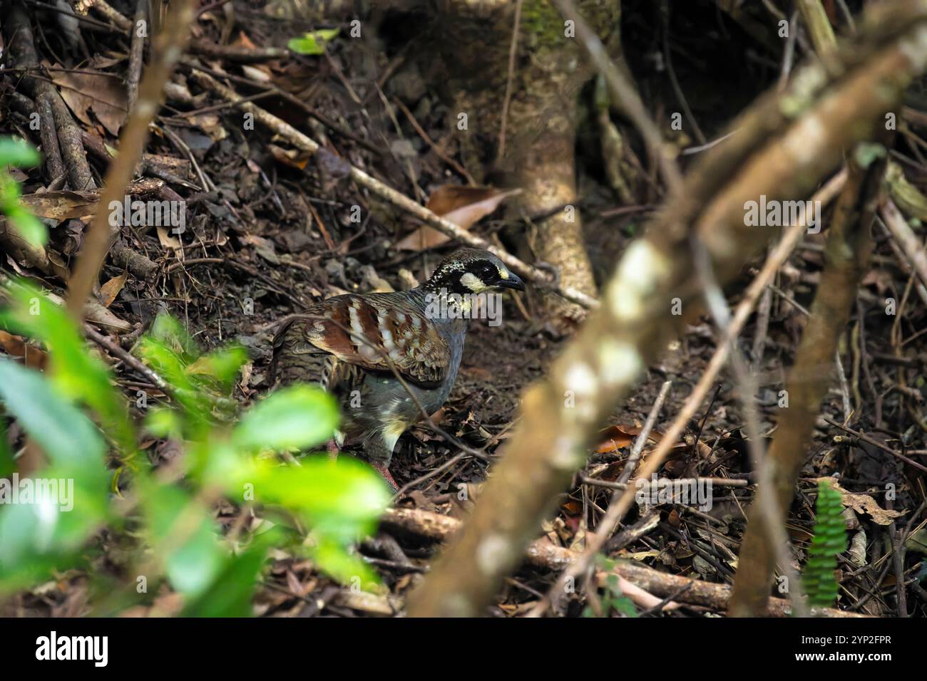 The Taiwan partridge endemic bird from Taiwan Stock Photo - Alamy