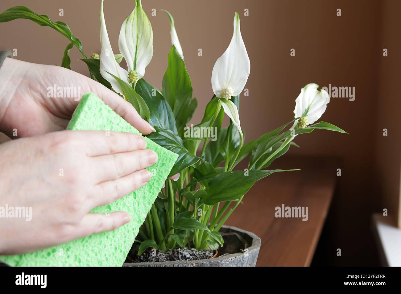 How to clean houseplant leaves hi-res stock photography and images - Alamy