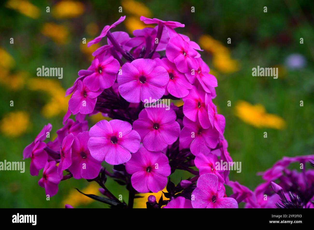 Bright Pink Phlox Paniculata 'Cardinal' (Garden Phlox) Flowers grown at ...