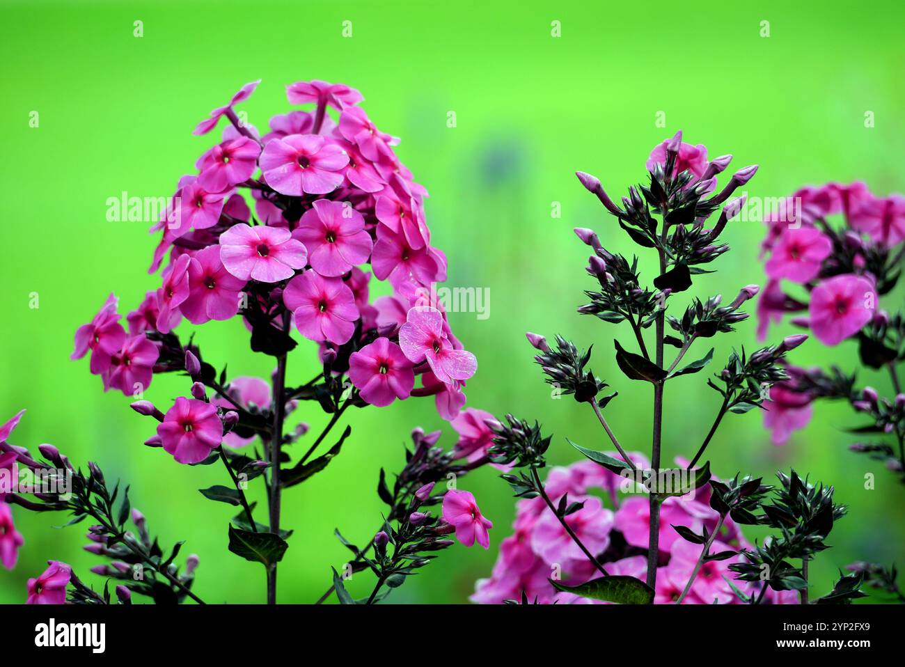 Bright Pink Phlox Paniculata 'Cardinal' (Garden Phlox) Flowers grown at ...