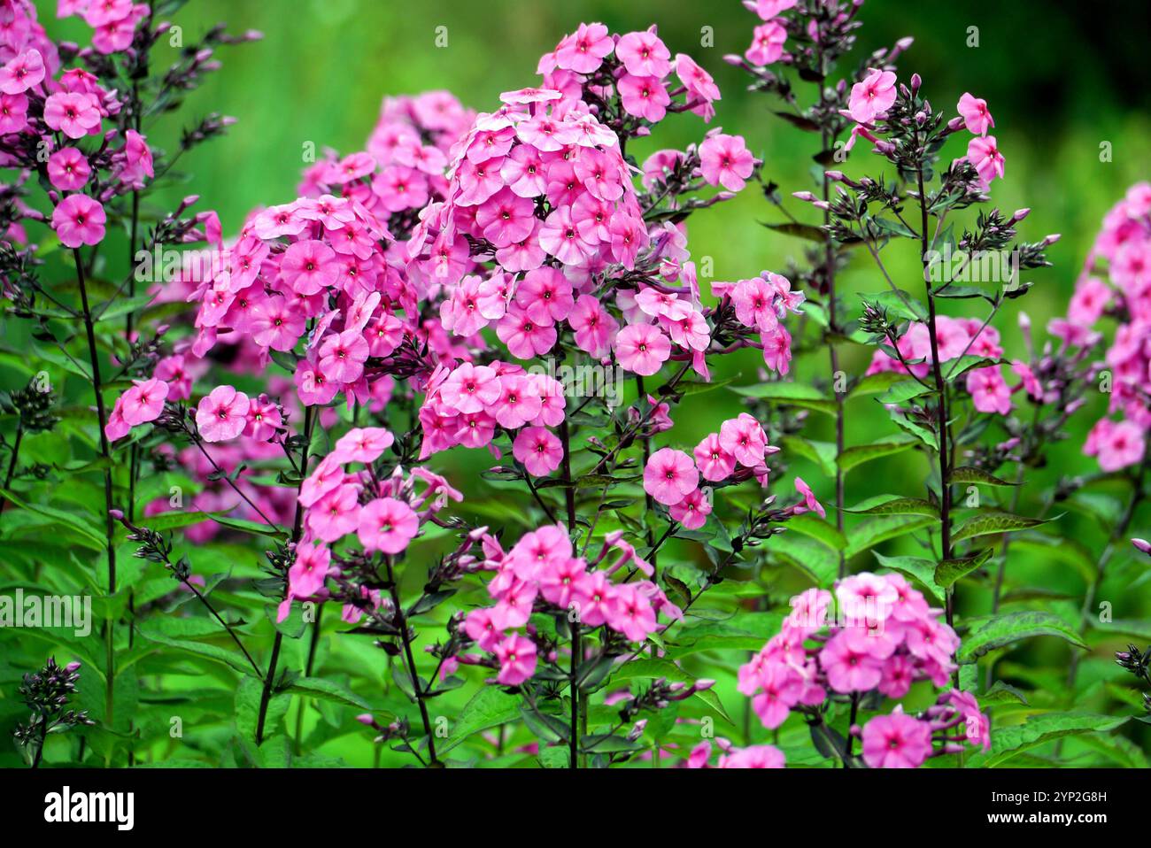 Bright Pink Phlox Paniculata 'Cardinal' (Garden Phlox) Flowers grown at ...