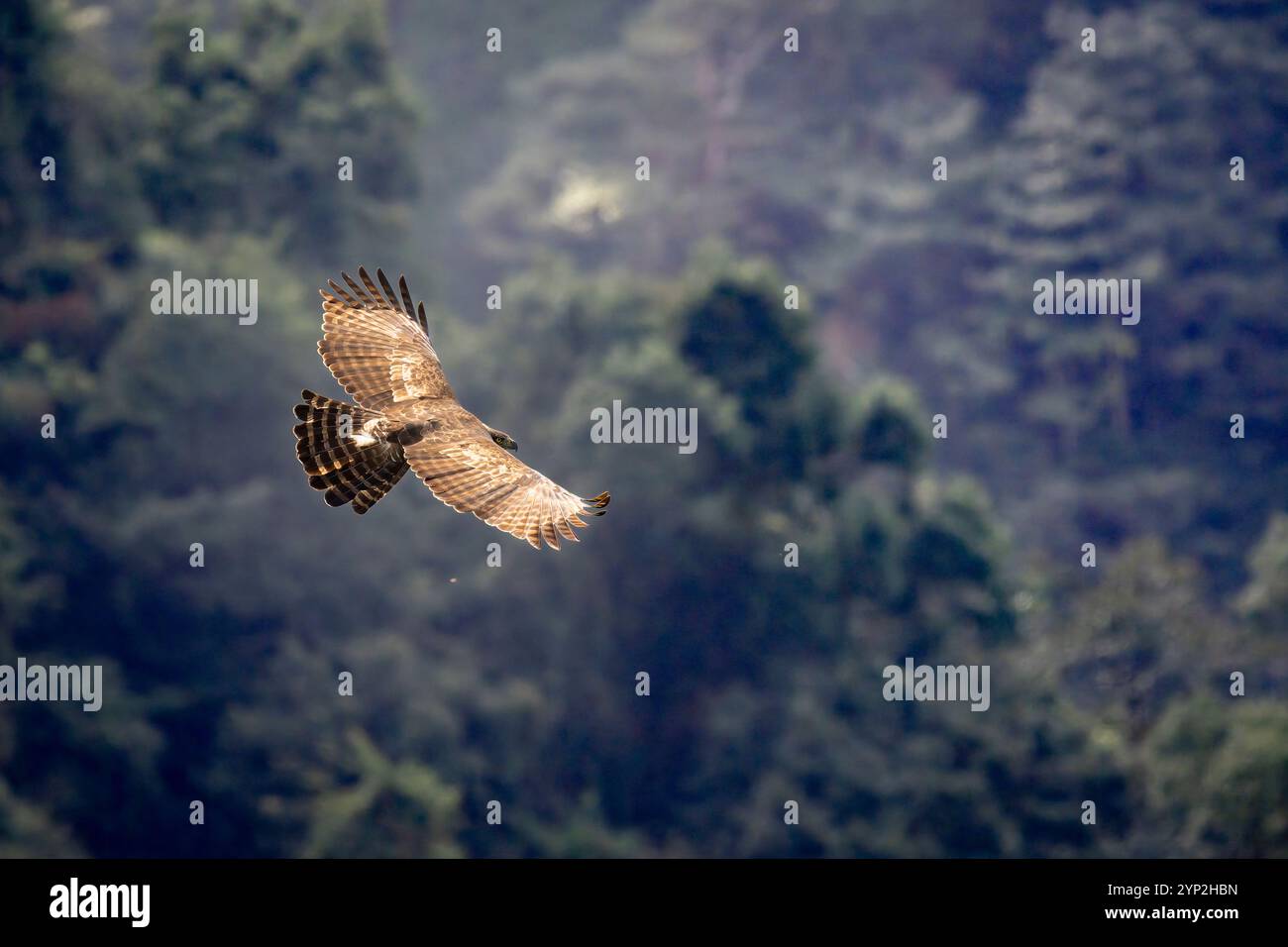 Mountain Hawk-eagle (Nisaetus nipalensis) in flight in Taiwan Stock Photo - Alamy