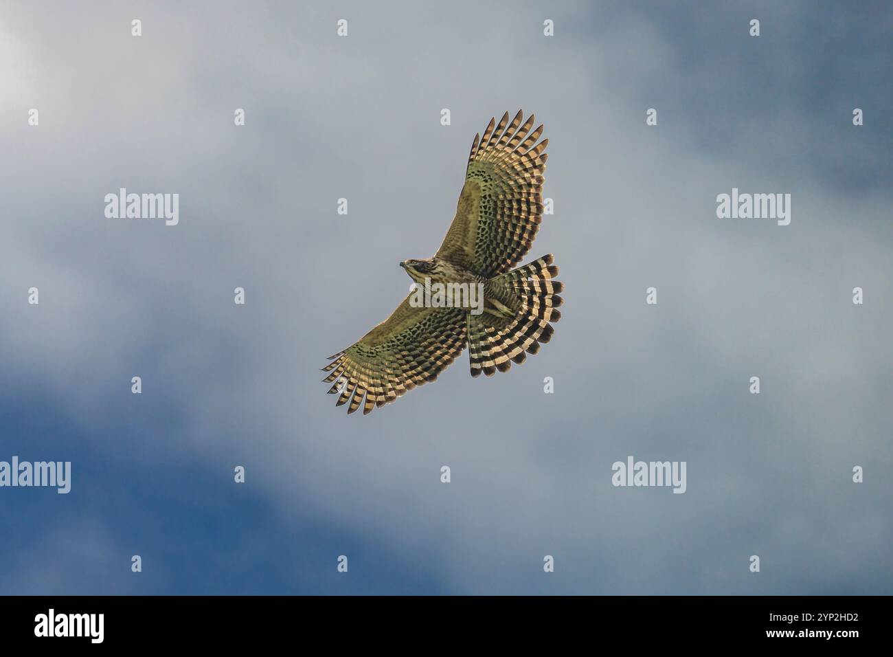Mountain Hawk-eagle (Nisaetus nipalensis) in flight in Taiwan, details ...