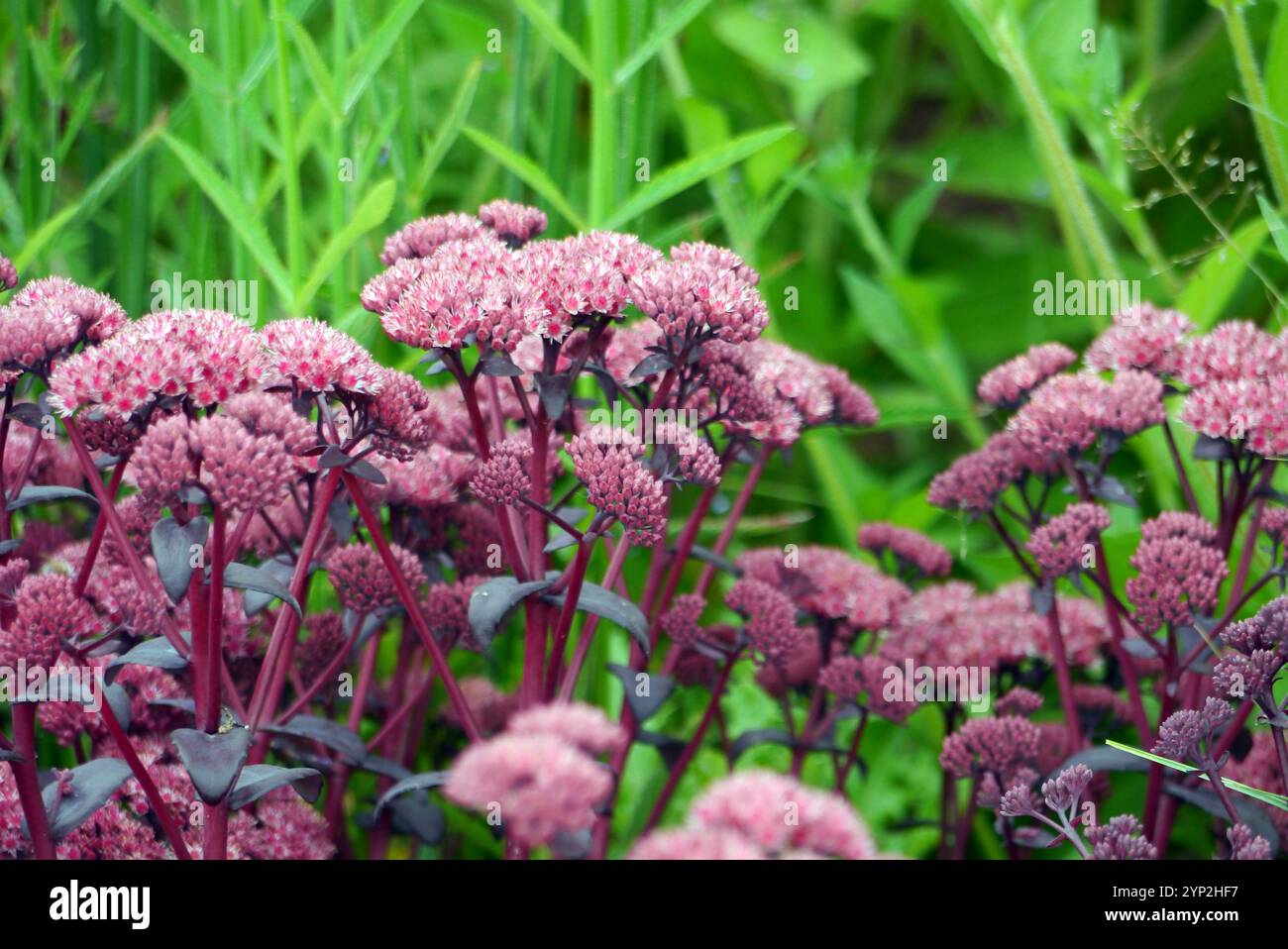 Red/Pink Hylotelephium Telephium (Atropurpureum) 'Purple Emperor' Sedum ...