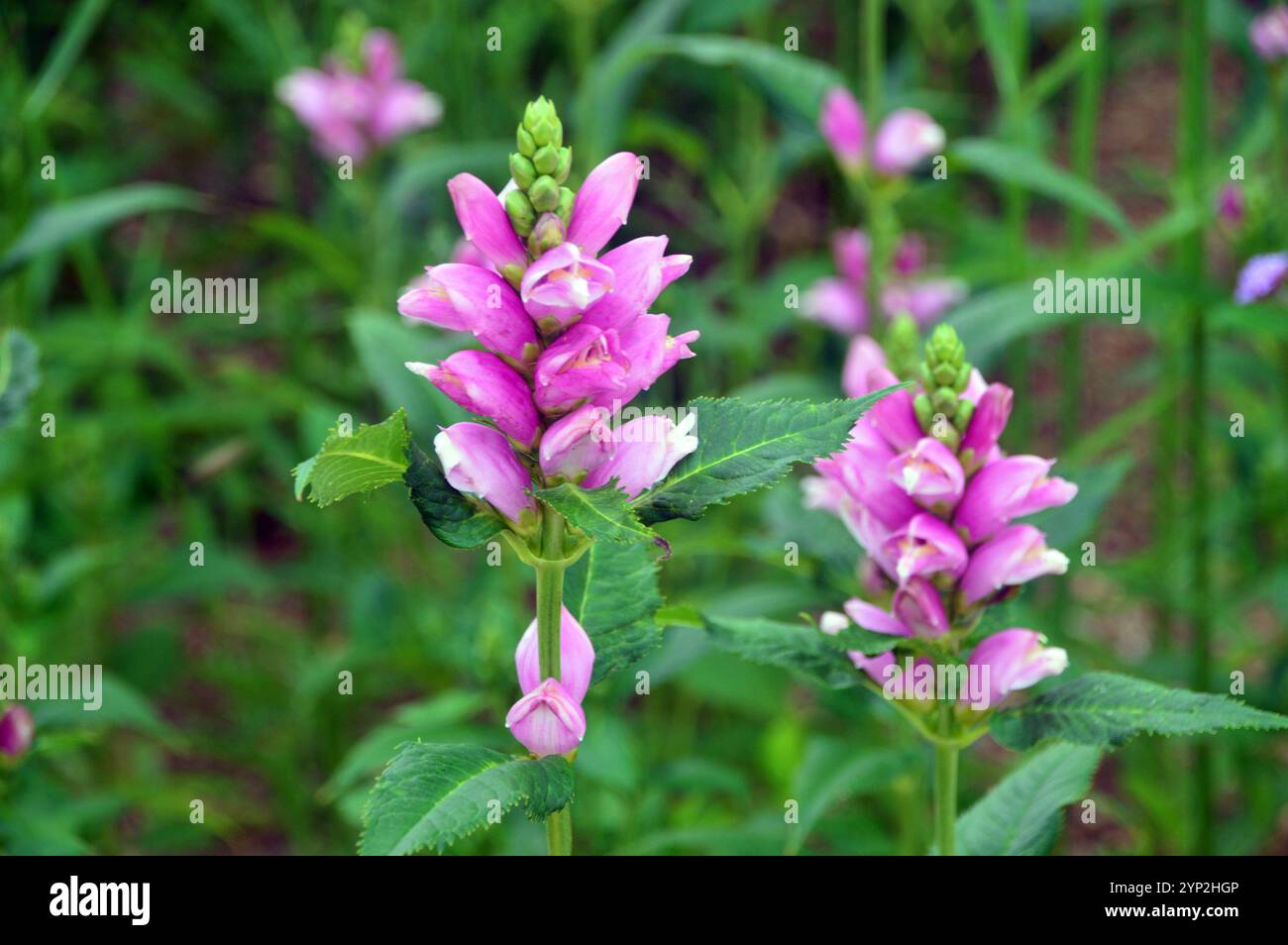 Pair of Pink/Purple Chelone Obliqua (Twisted Shell Flower) grown at RHS ...