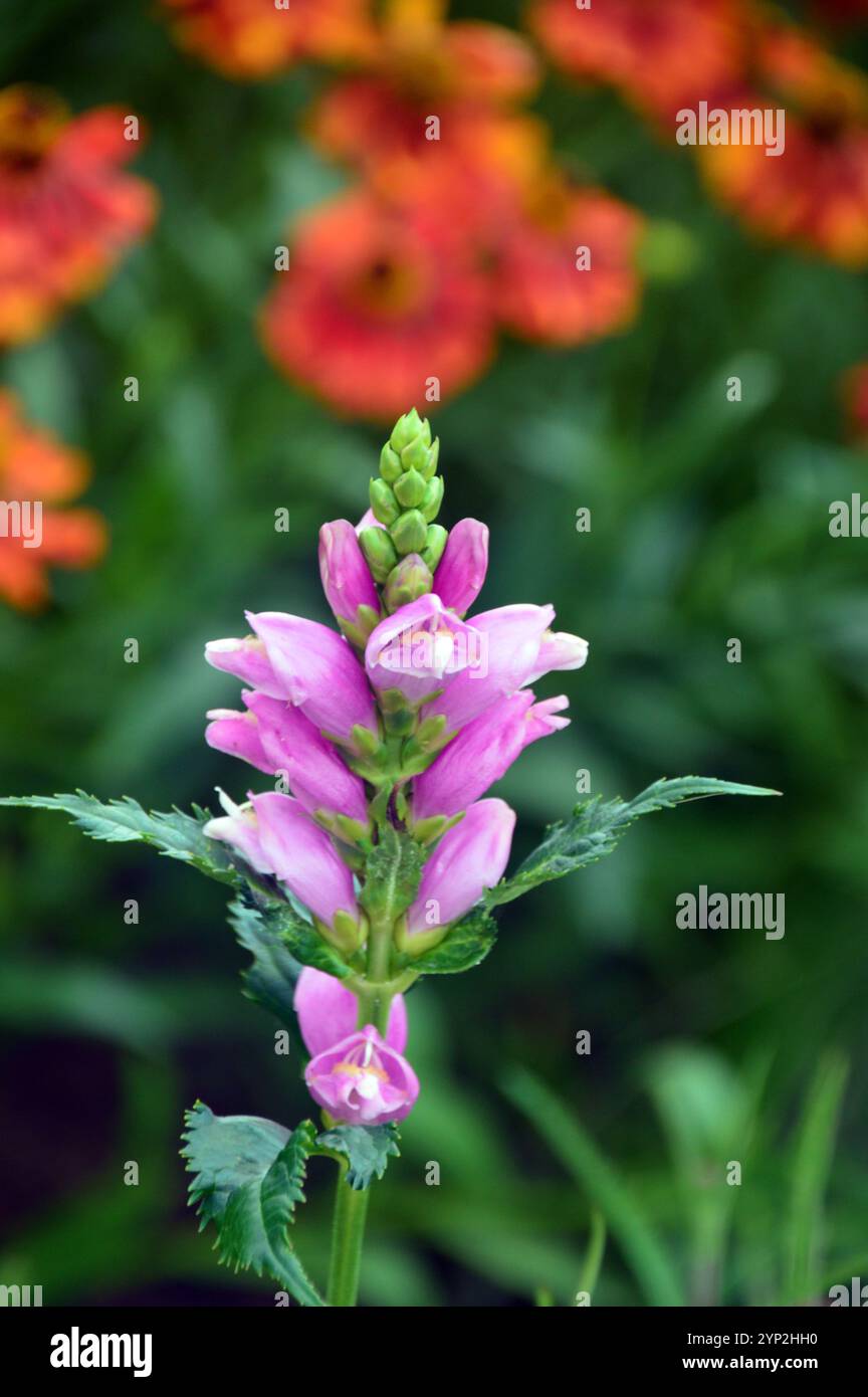 Single Pink/Purple Chelone Obliqua (Twisted Shell Flower) grown at RHS ...