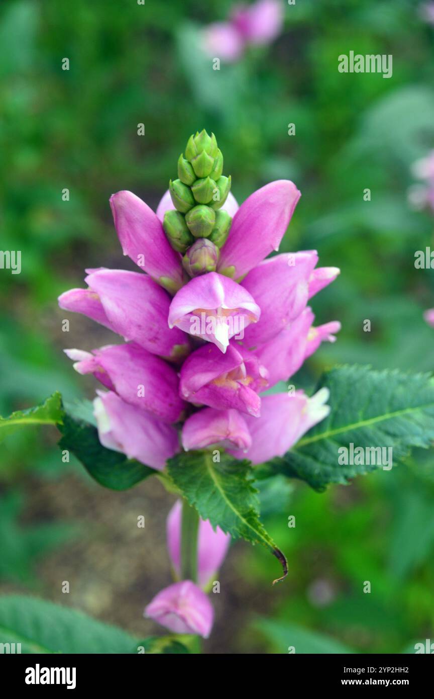 Single Pink/Purple Chelone Obliqua (Twisted Shell Flower) grown at RHS ...