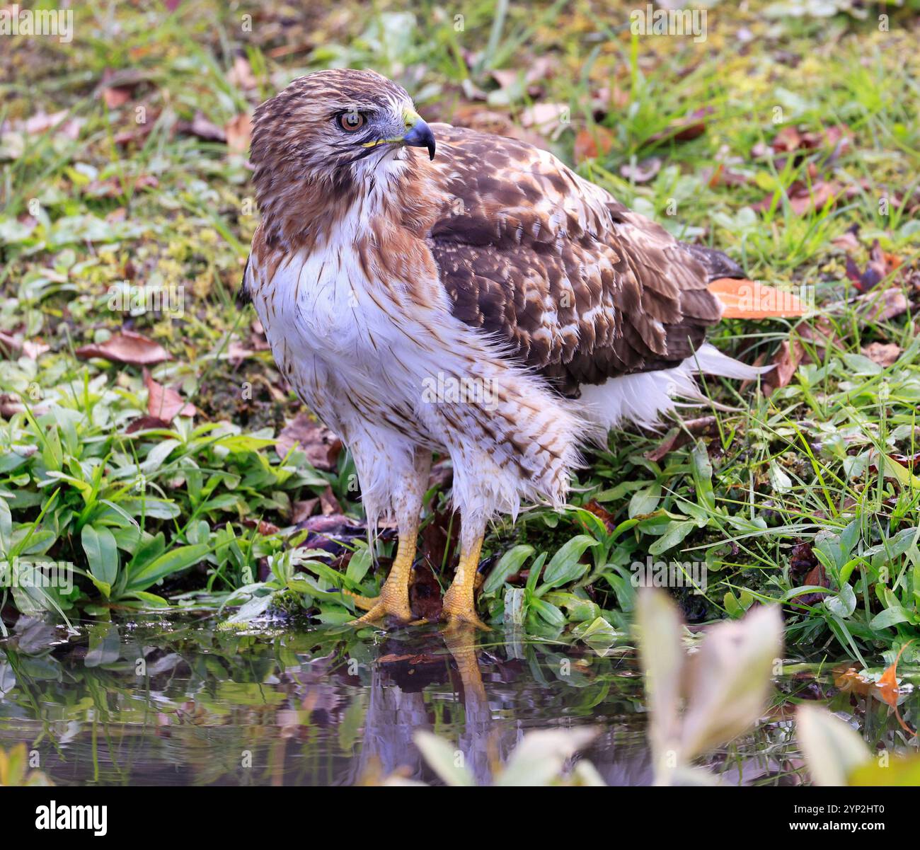 Red-tailed Hawk on the border of the river with green background ...