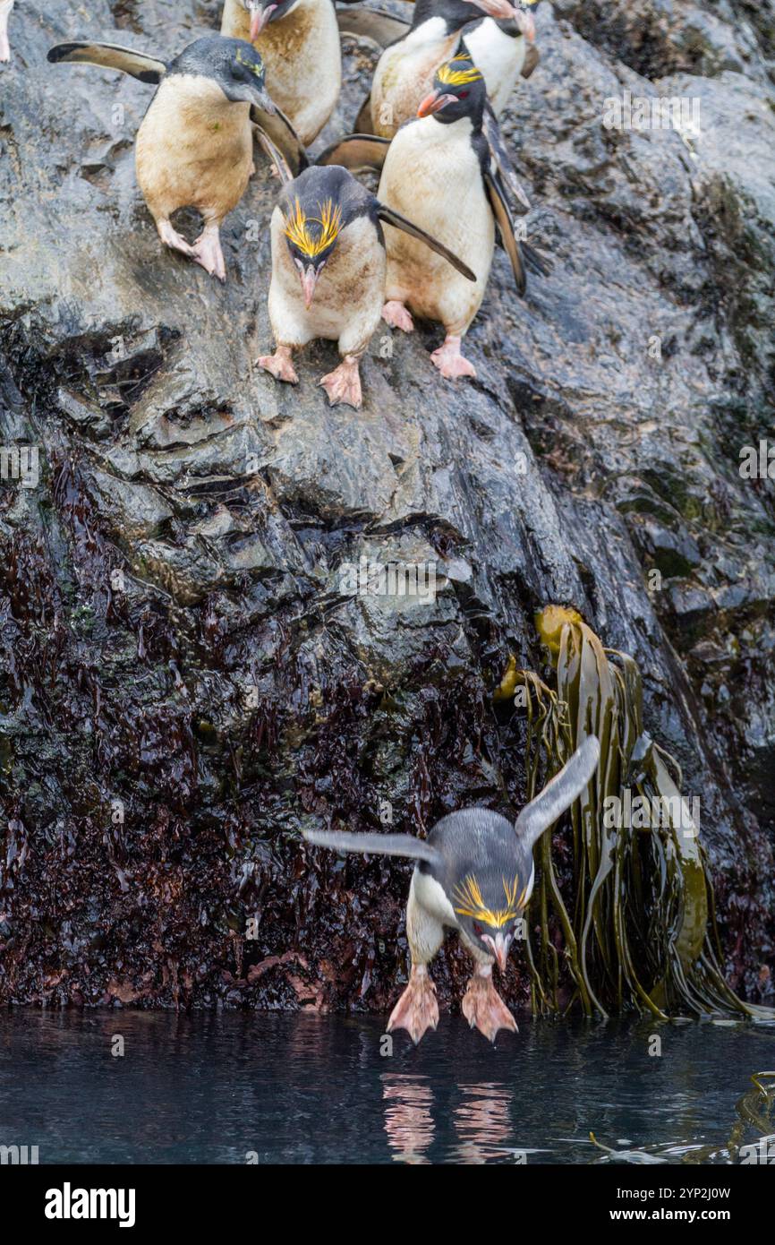 Adult macaroni penguins (Eudyptes chrysolophus) plunging into the sea ...