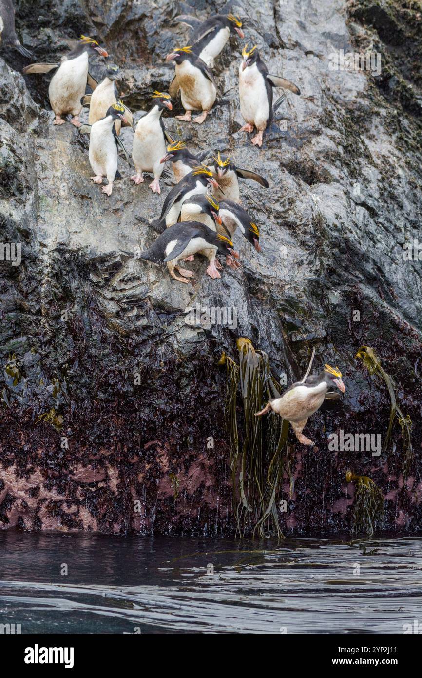 Adult macaroni penguins (Eudyptes chrysolophus) plunging into the sea ...