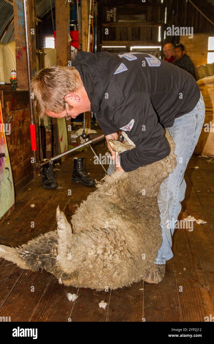 Sheep being shorn at the Long Island sheep farm outside Stanley in the ...