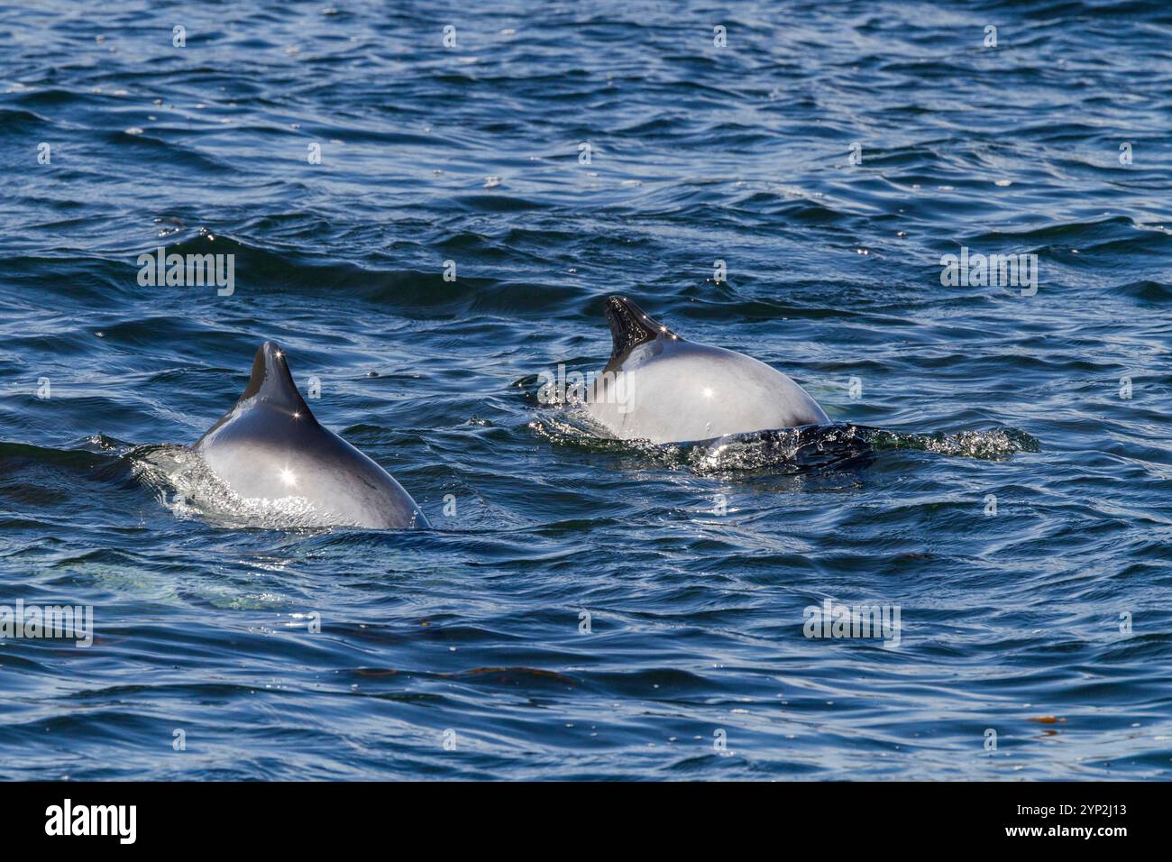 Adult Commerson's dolphins (Cephalorhynchus commersonii) surfacing ...
