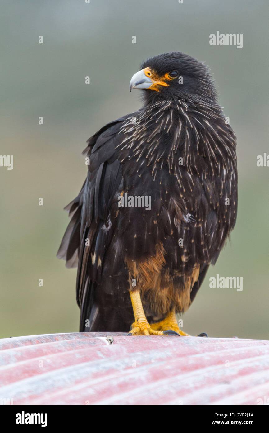 Striated caracara in falkland hi-res stock photography and images - Alamy