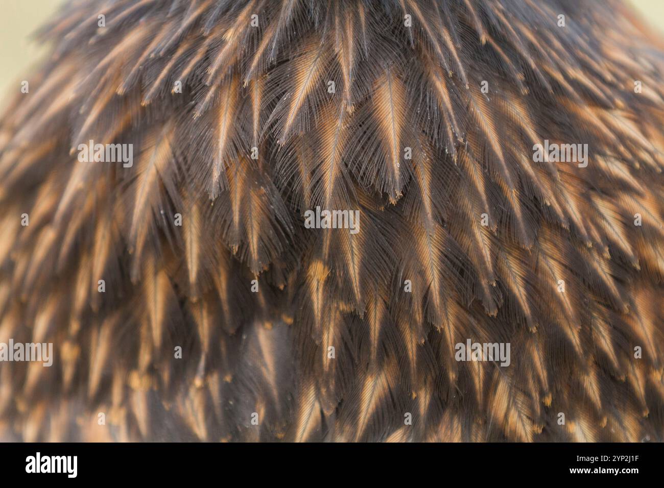 Detail of avian species hi-res stock photography and images - Alamy