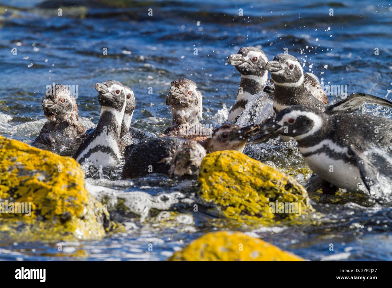 Adult Magellanic penguins (Spheniscus magellanicus) at breeding and ...