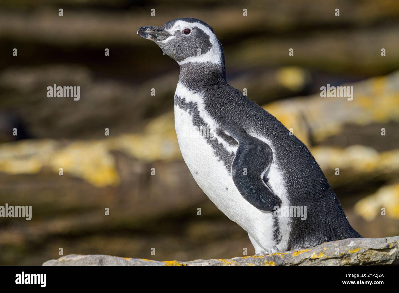 Adult Magellanic penguin (Spheniscus magellanicus) at breeding and ...