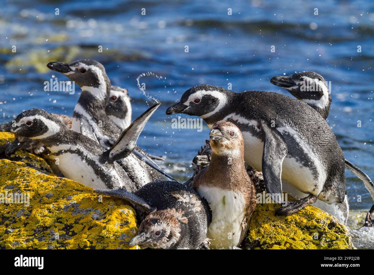 Adult Magellanic penguins (Spheniscus magellanicus) at breeding and ...