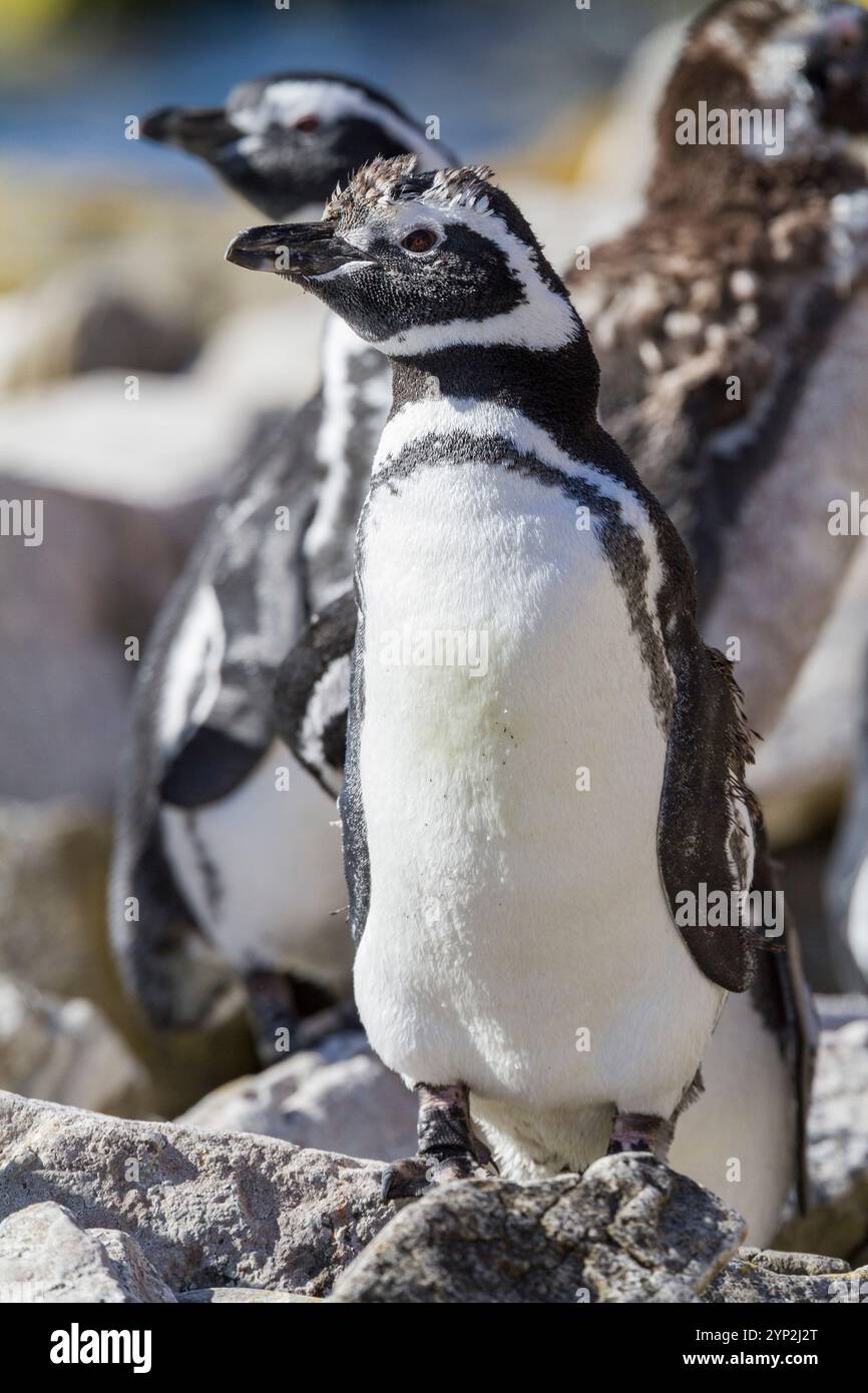 Adult Magellanic penguins (Spheniscus magellanicus) at breeding and ...