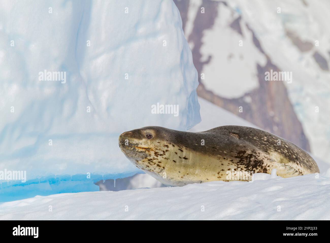 Adult leopard seal (Hydrurga leptonyx) near Cuverville Island near the Antarctic Peninsula ...
