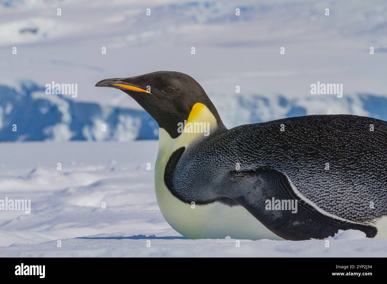 Adelaide penguin hi-res stock photography and images - Alamy