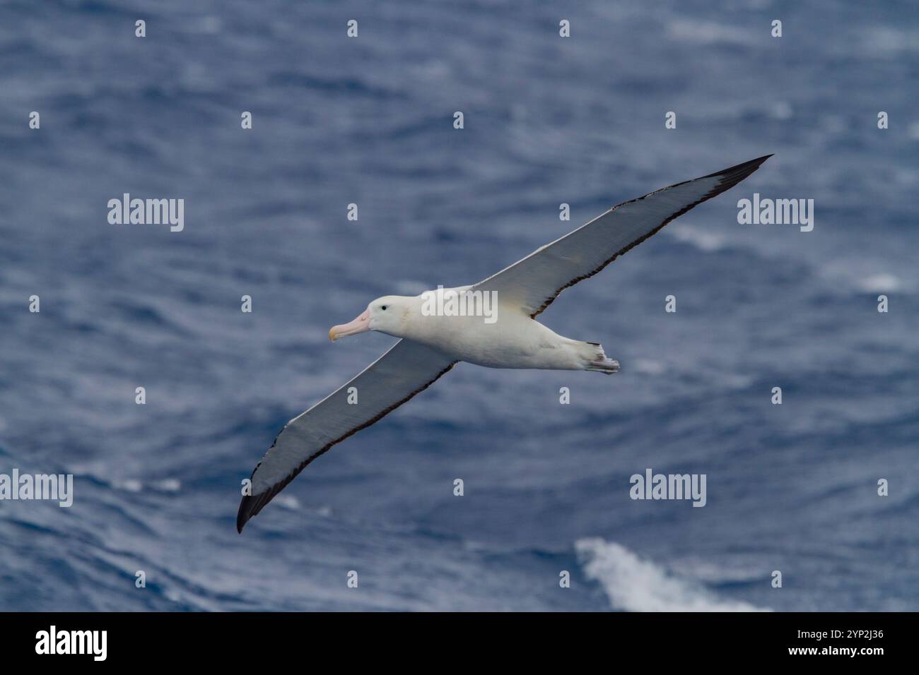 Adult wandering albatross (Diomedea exulans) on the wing near the ...