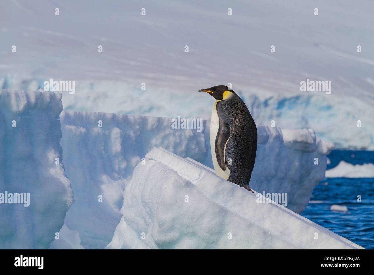 A lone adult emperor penguin (Aptenodytes forsteri) on sea ice in the ...