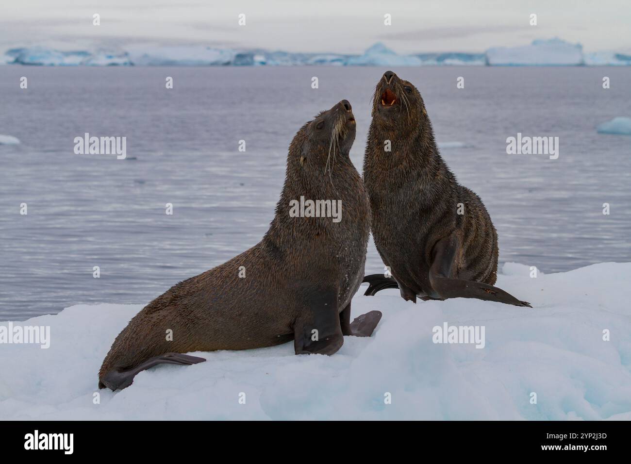 Adult male Antarctic fur seals (Arctocephalus gazella) hauled out on ice near Brown Bluff ...